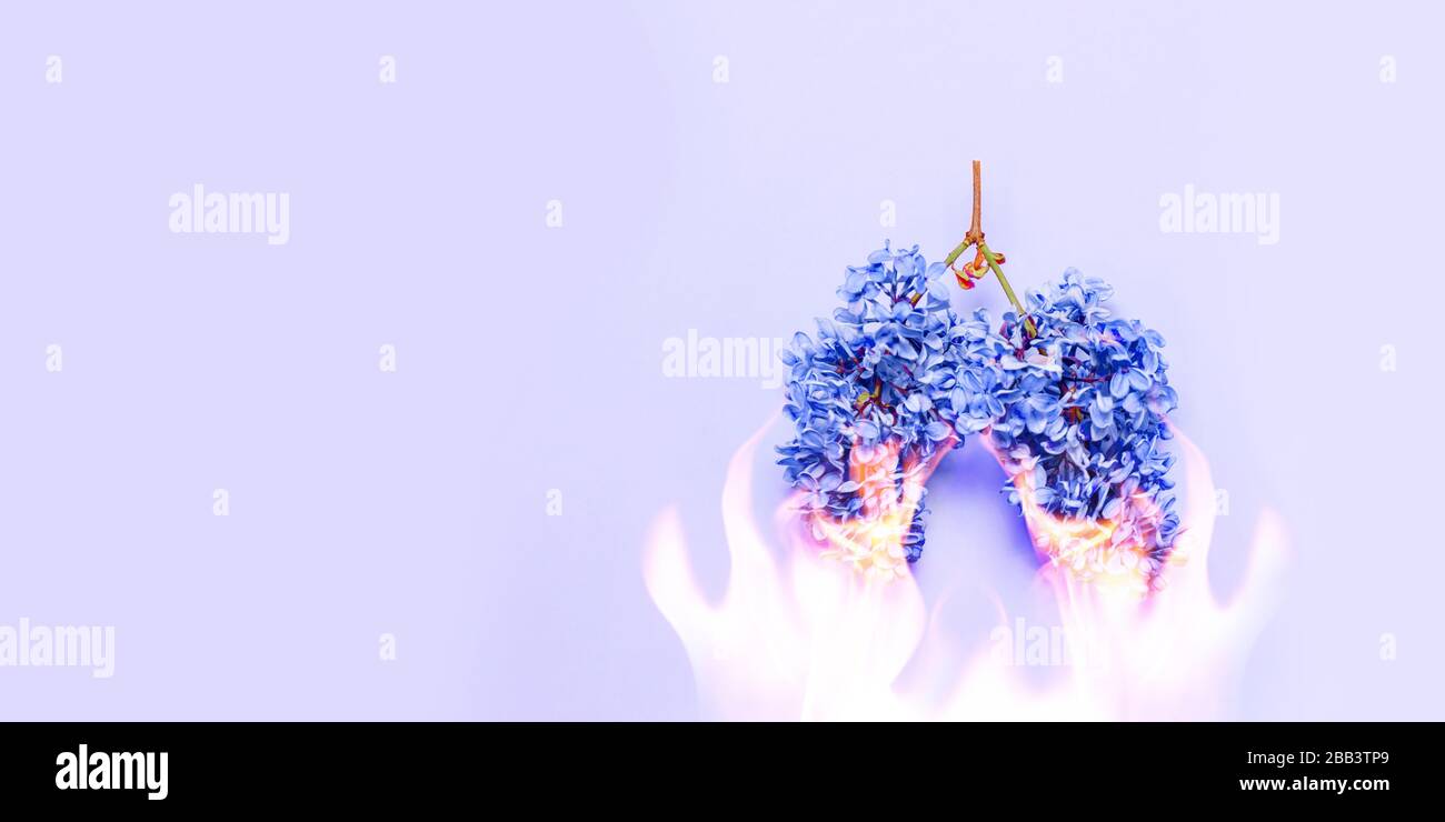 Pneumonia concept, burnt lungs. Human lungs in the form of lilac ...