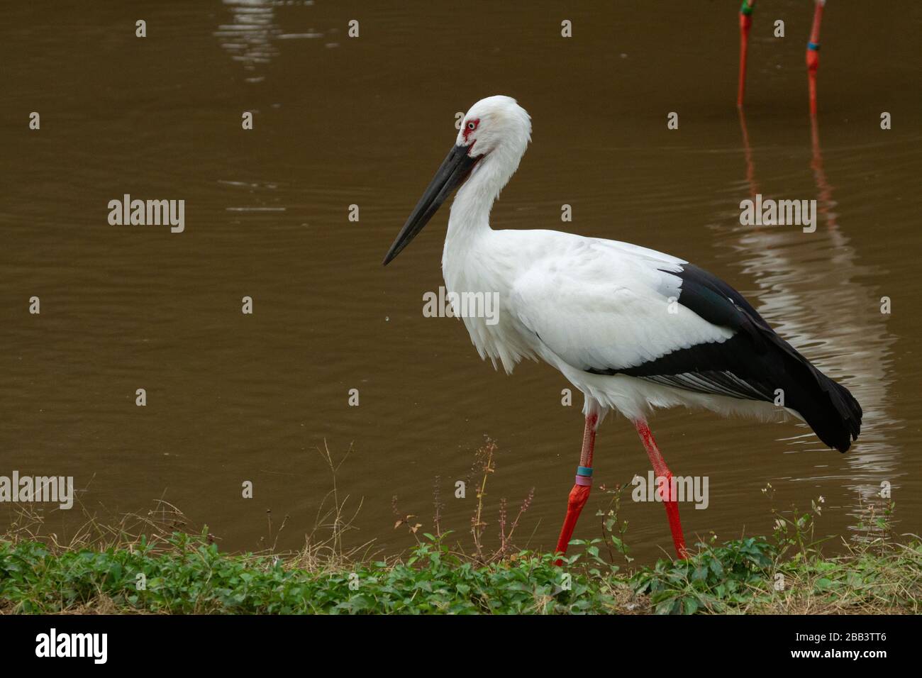 Oriental White Stork or Oriental stork (Ciconia boyciana) is a large ...