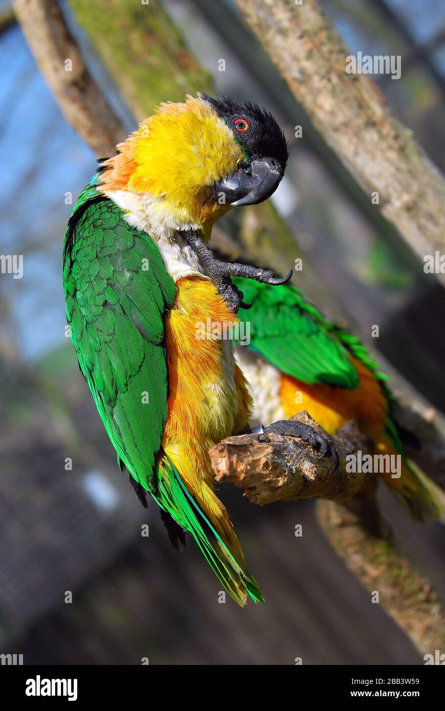 Senegal Parrot Preening In A Tree Stock Photo - Alamy