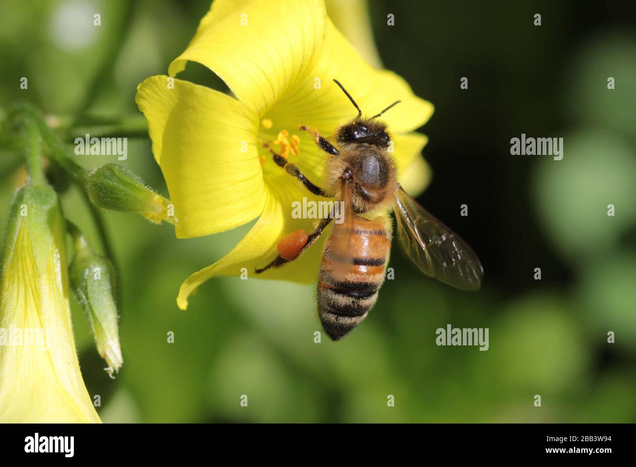 Bug natura naturale hi-res stock photography and images - Alamy