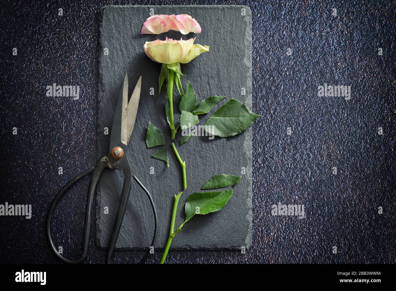 Vintage rose flower cut out plant hi-res stock photography and images ...