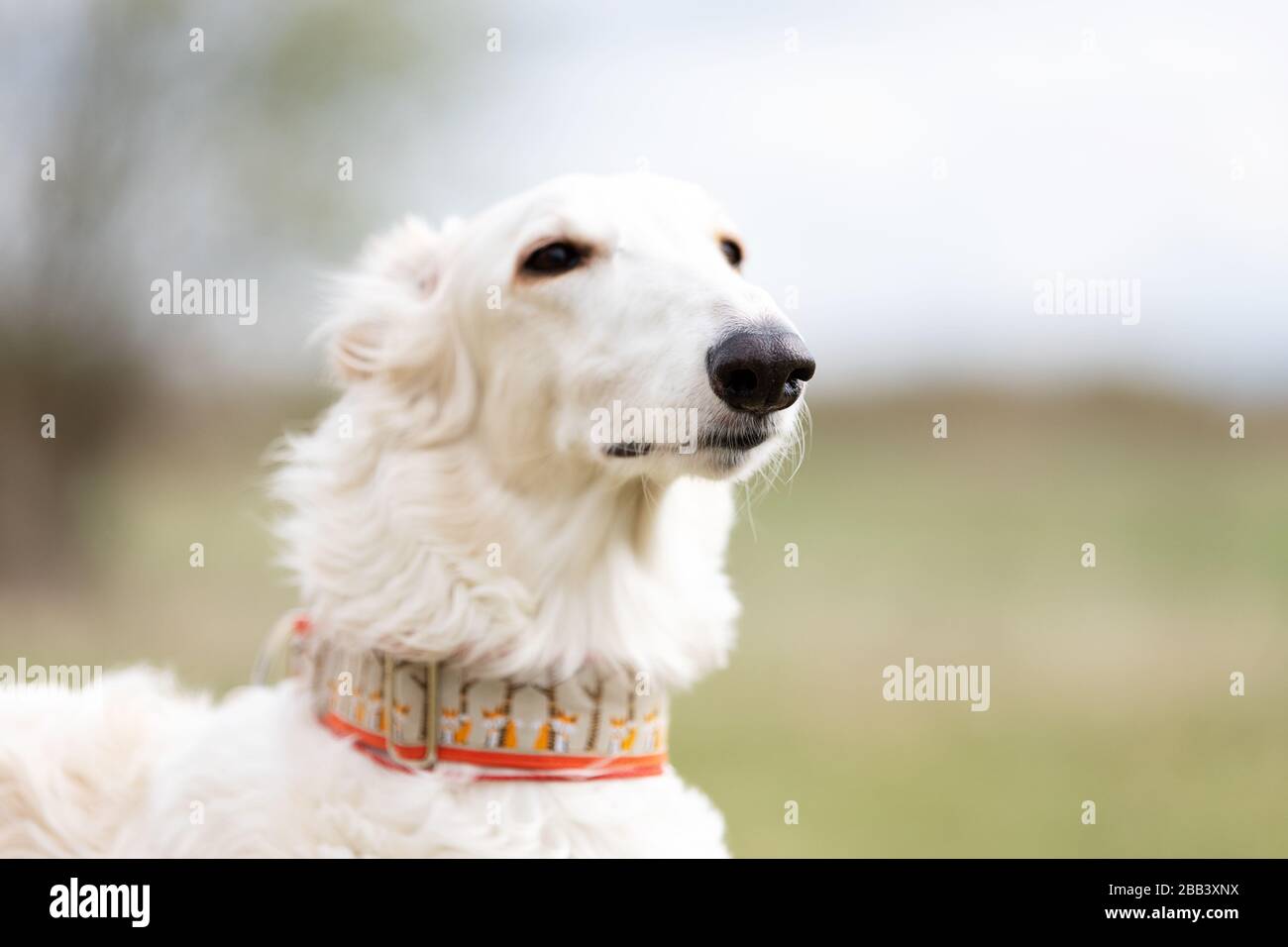 Adorable borzoi dog walks at spring field, russian sighthound Stock ...