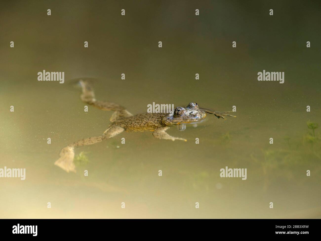 Yellow bellied toads bombina variegata hi-res stock photography and ...