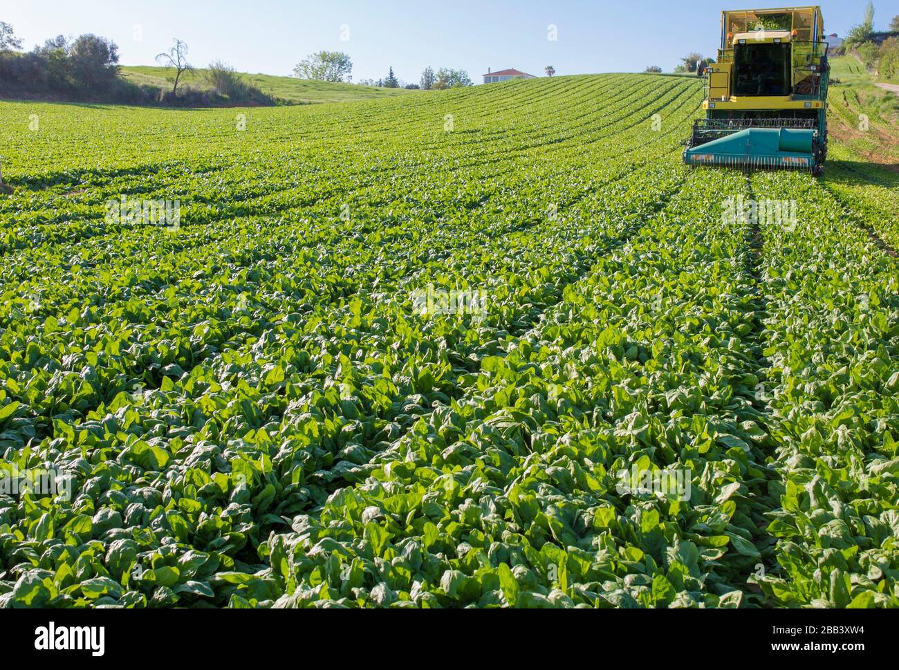 Spinach Field High Resolution Stock Photography and Images - Alamy