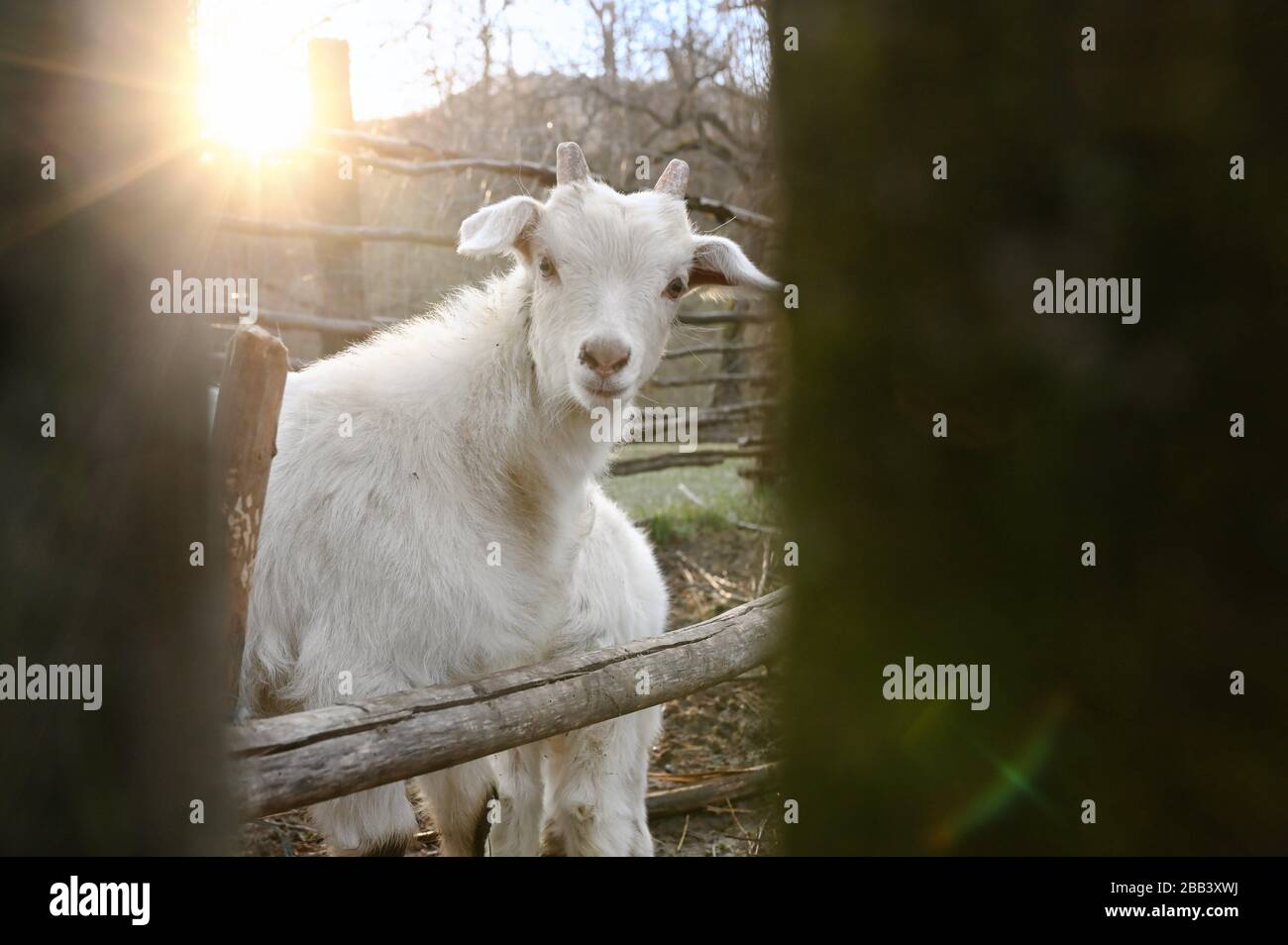 Goat grazing ground hi-res stock photography and images - Alamy