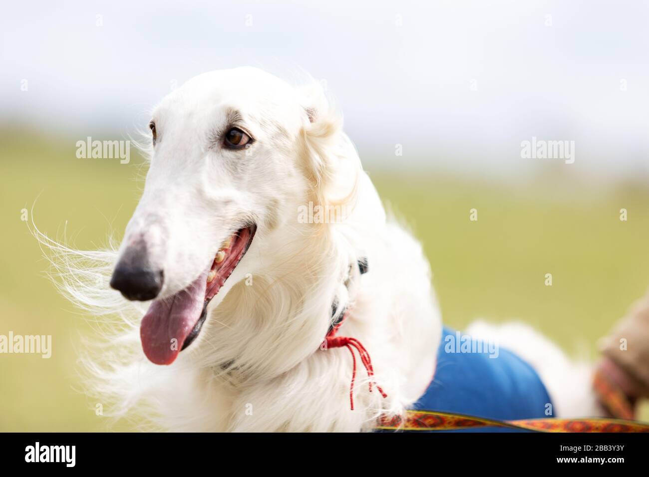 Adorable borzoi dog walks at spring field, russian sighthound Stock ...