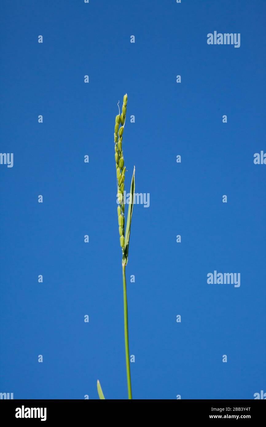 Rice stalk with blue sky background Photographed in a Rice paddy in ...