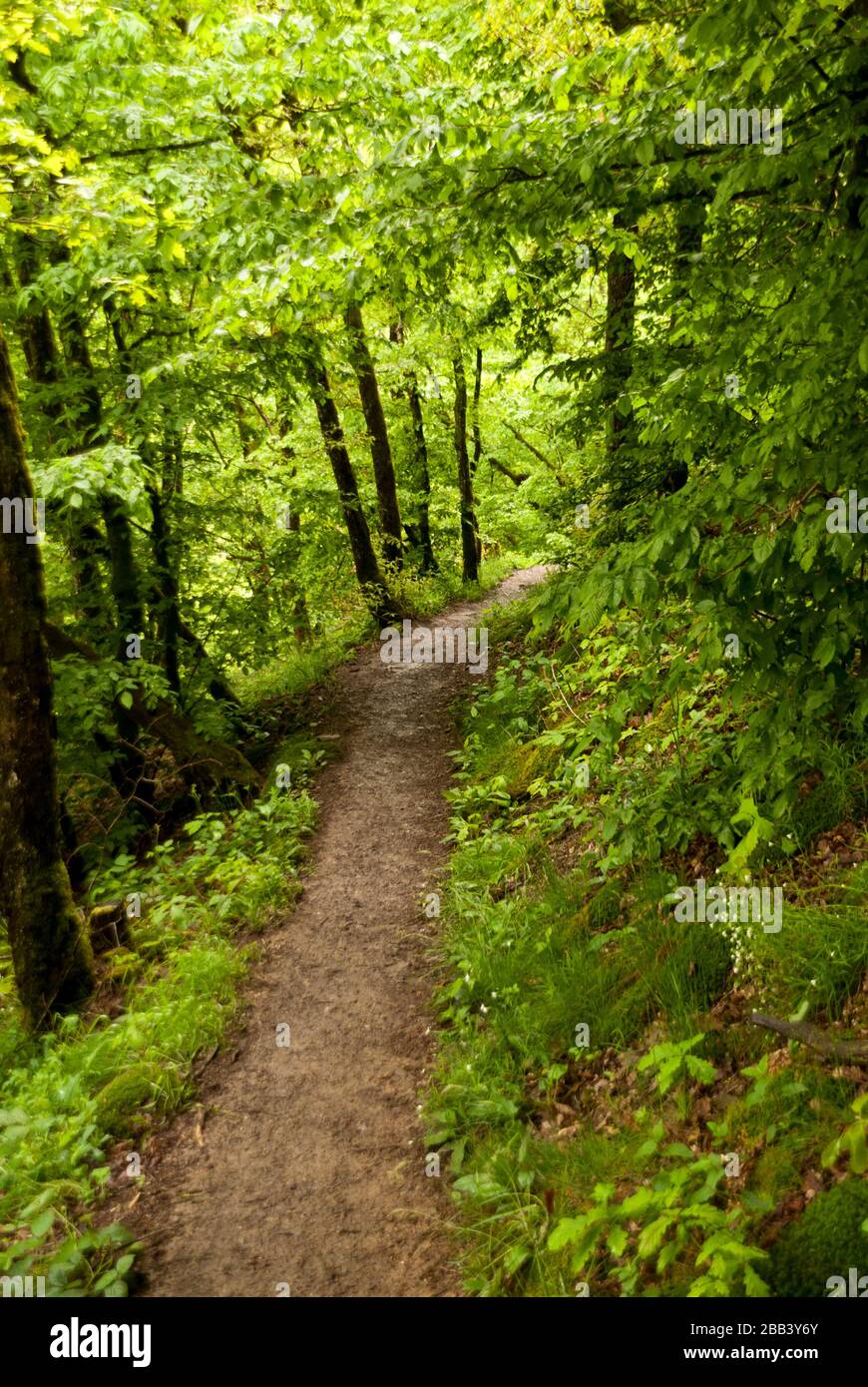 On the Hiking Trail Eifelsteig in the Eifel, Germany Stock Photo - Alamy