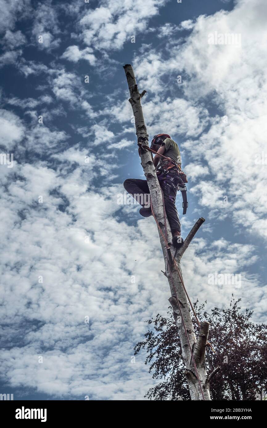 A tree surgeon with full harness and safety equipment felling a tree in ...