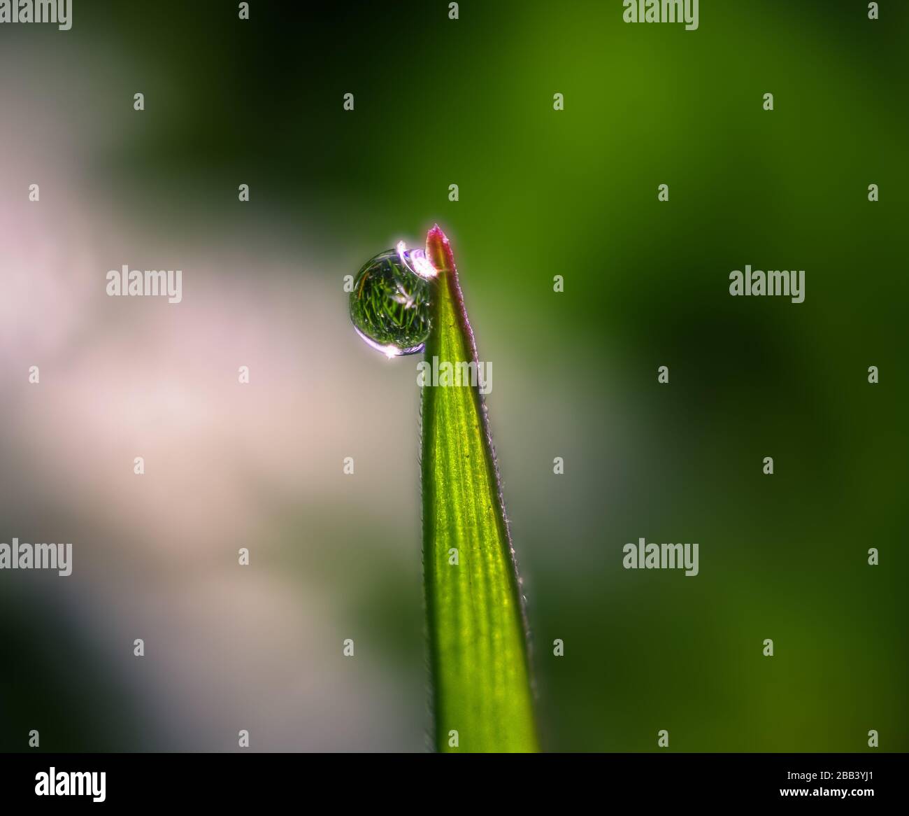 Garden grass reflected in a dewdrop hanging from a blade of grass Stock ...