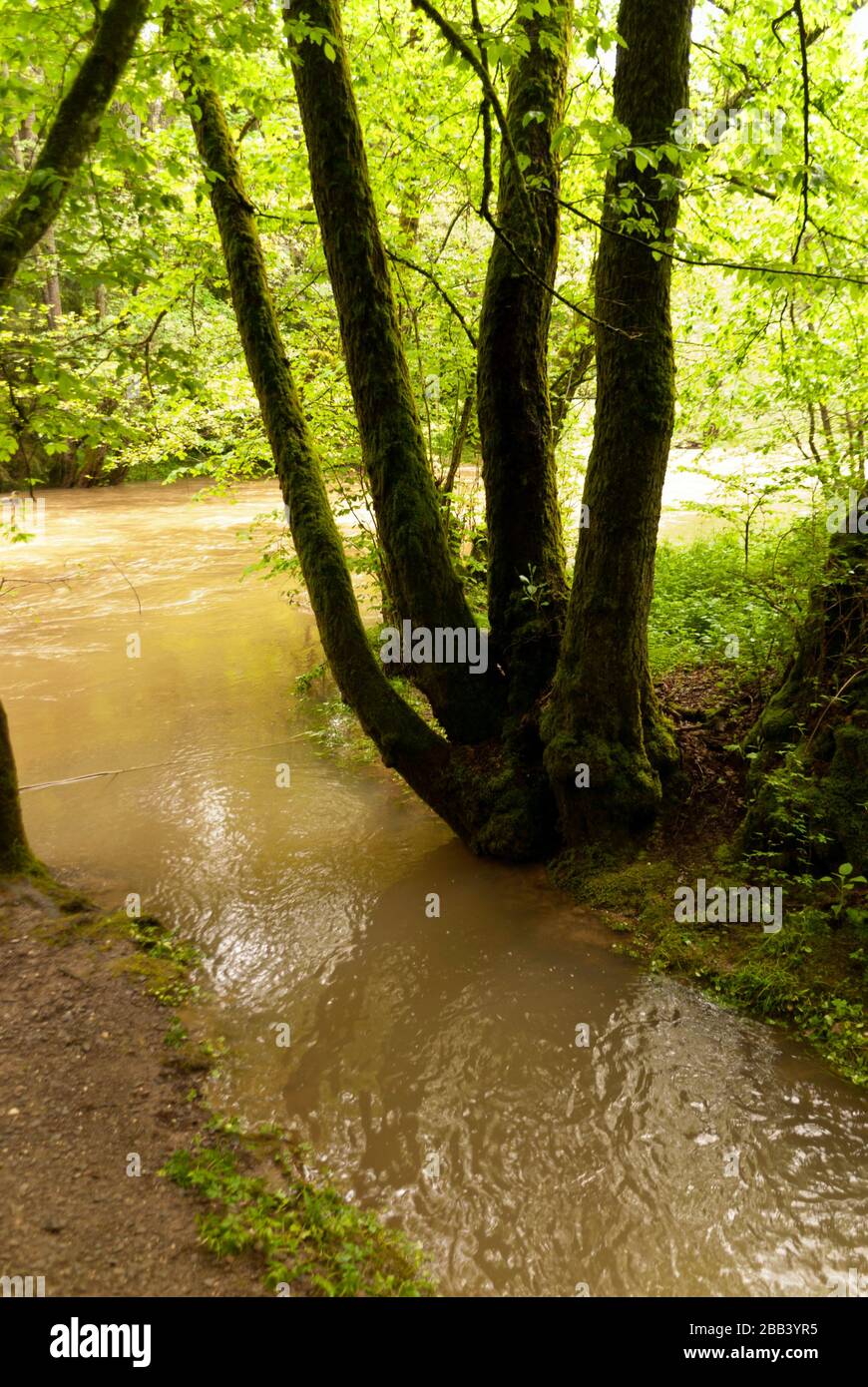 On the Hiking Trail Eifelsteig in the Eifel, Germany Stock Photo - Alamy