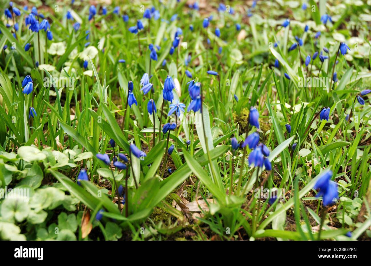 Bluebells growin in spring on the green Stock Photo - Alamy