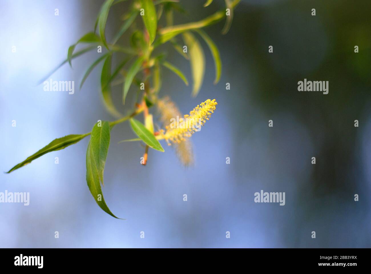 Spring season detail of a willow tree branch Stock Photo - Alamy