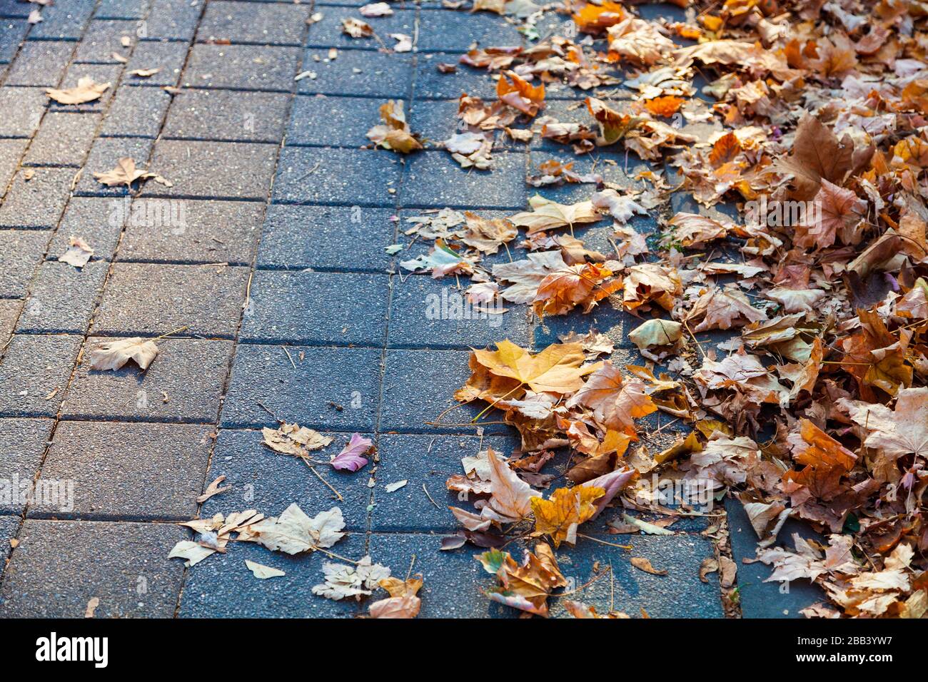 Fallen maple leaves on a walkway in a park. Autumn background Stock ...