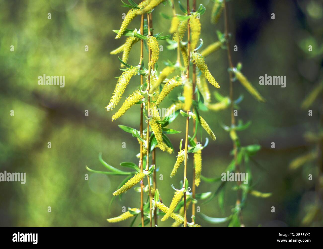 Beautiful weeping willow in bloom hi-res stock photography and images ...