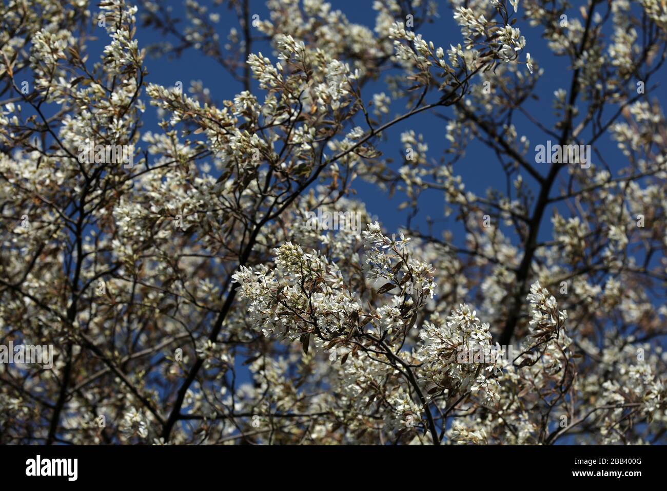 Flowering Amelanchier rock pear at Easter Stock Photo - Alamy