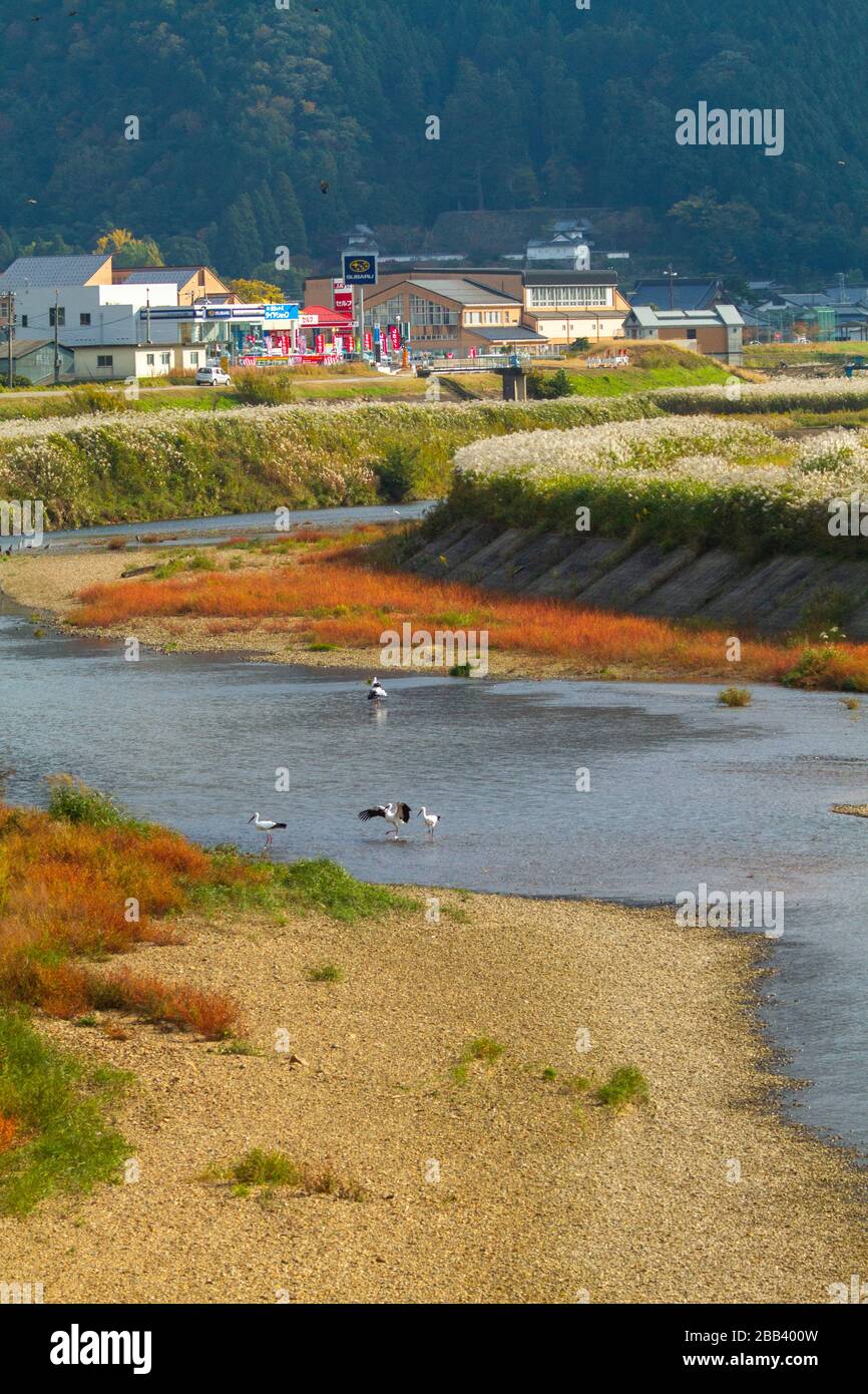 Hyogo Park of the Oriental White Stork, Honshu, Japan in November. This ...