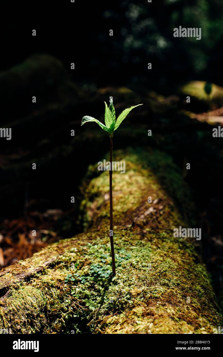 Sapling growing out of a dead tree Stock Photo - Alamy