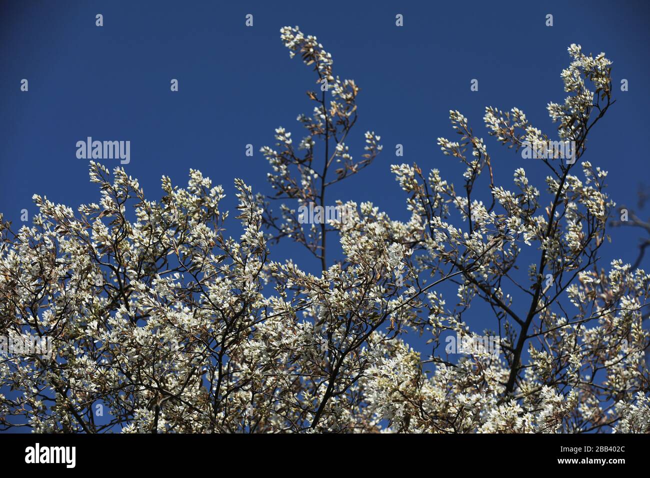 Flowering Amelanchier rock pear at Easter Stock Photo - Alamy