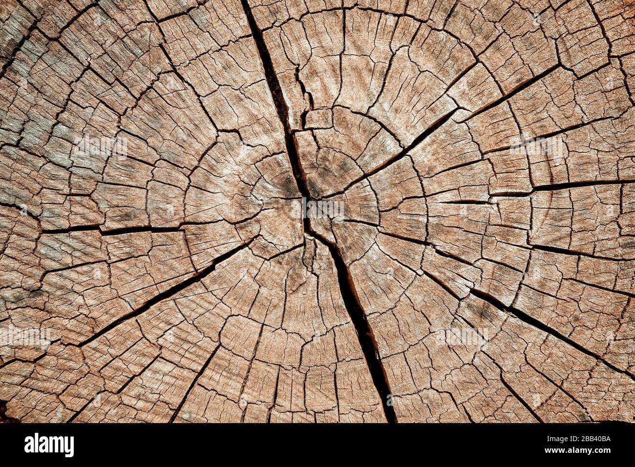 Tree stump background. Brown cracked and cut Wooden texture pattern ...