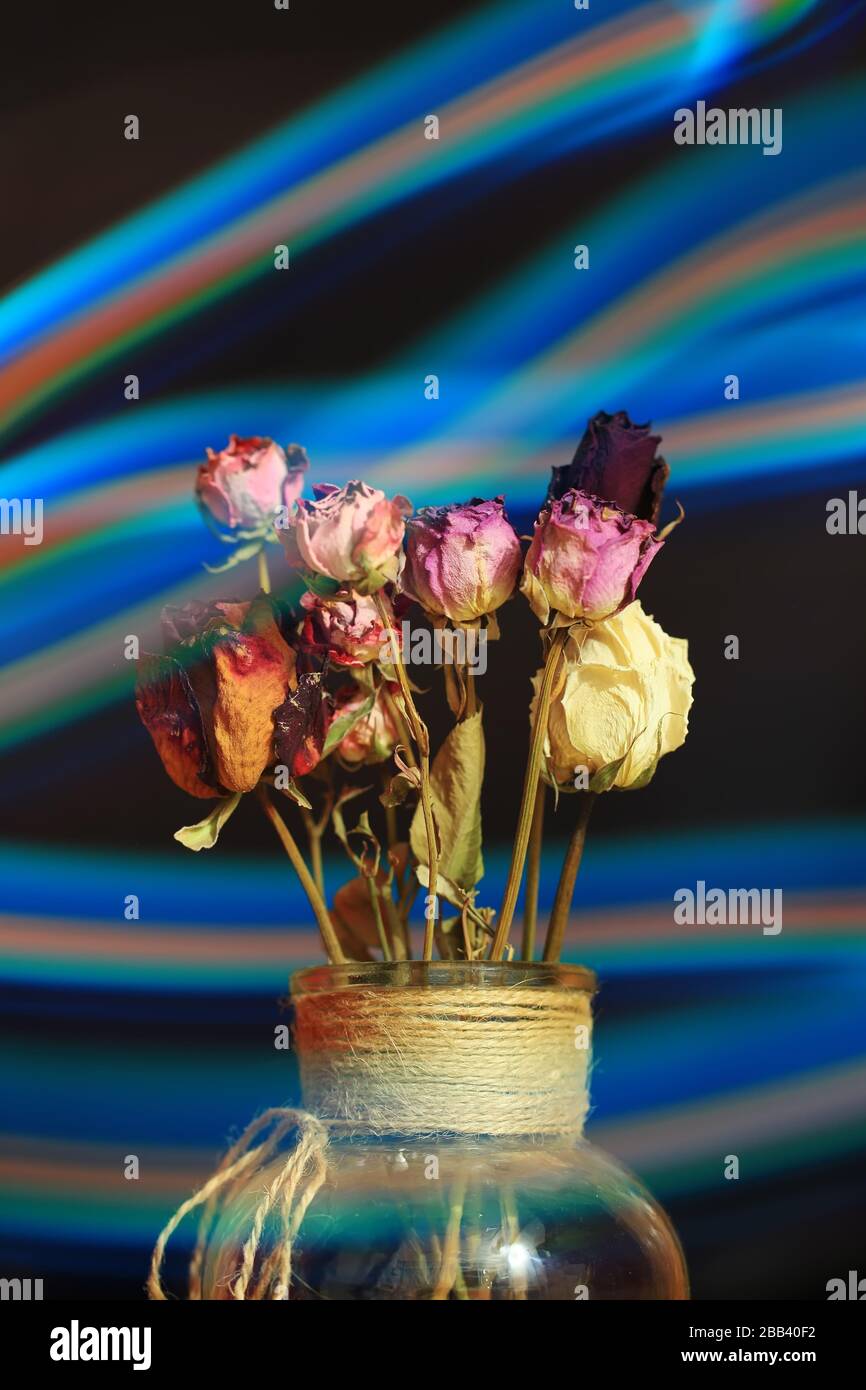 Dried flowers, color background, close-up Stock Photo - Alamy