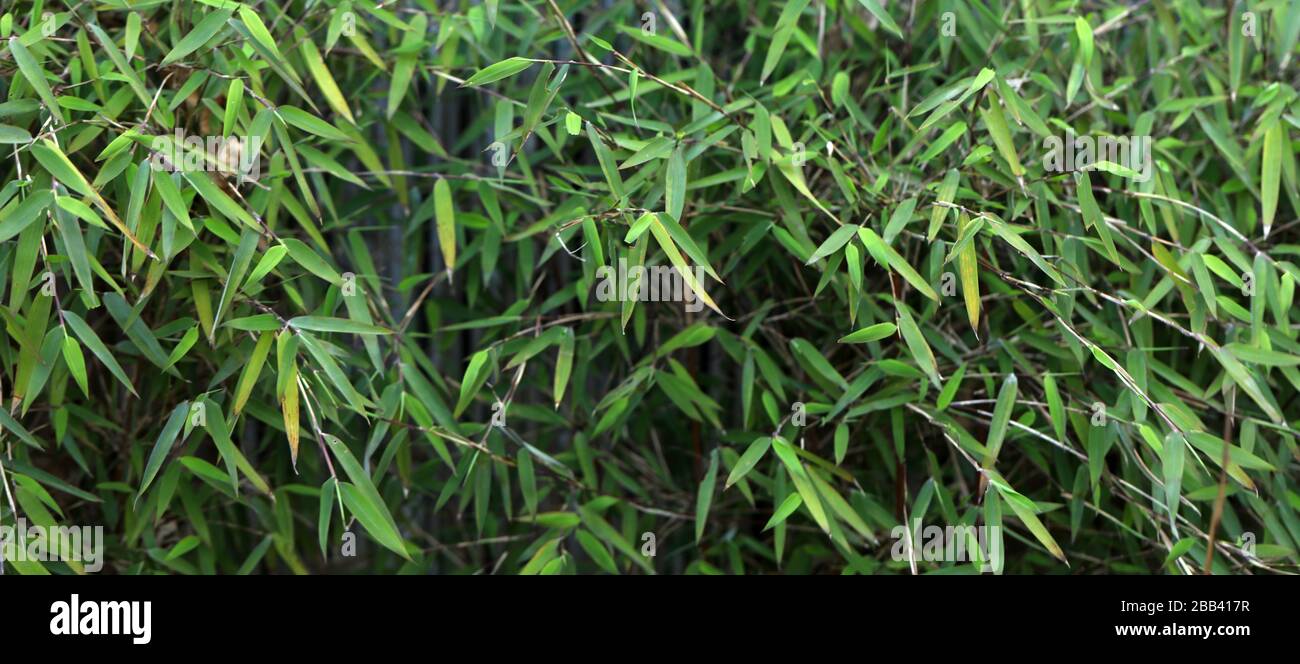 Bamboo angel hi-res stock photography and images - Alamy