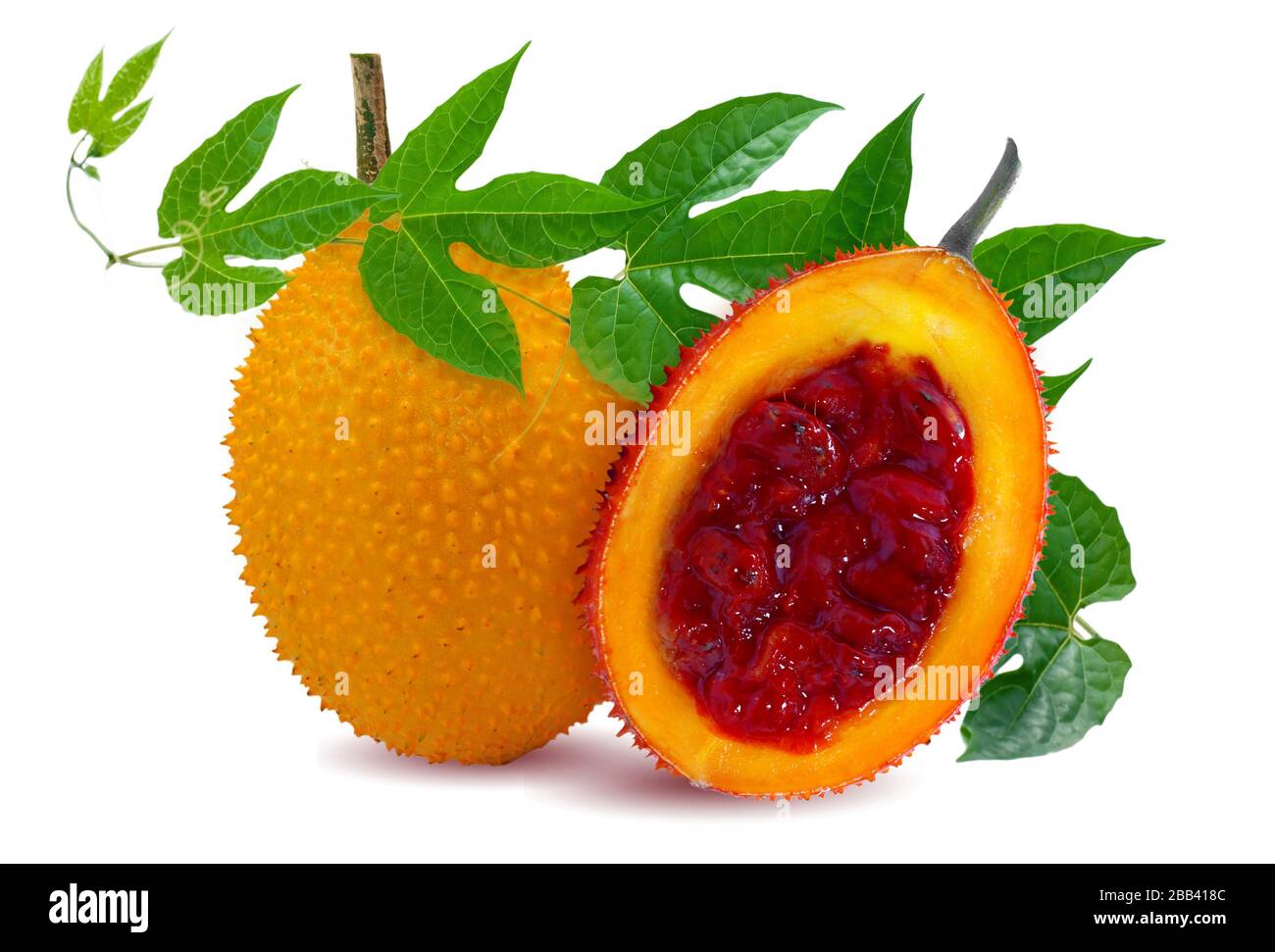 Gac Fruit Usa | Gac Fruit Facts – TAVSK