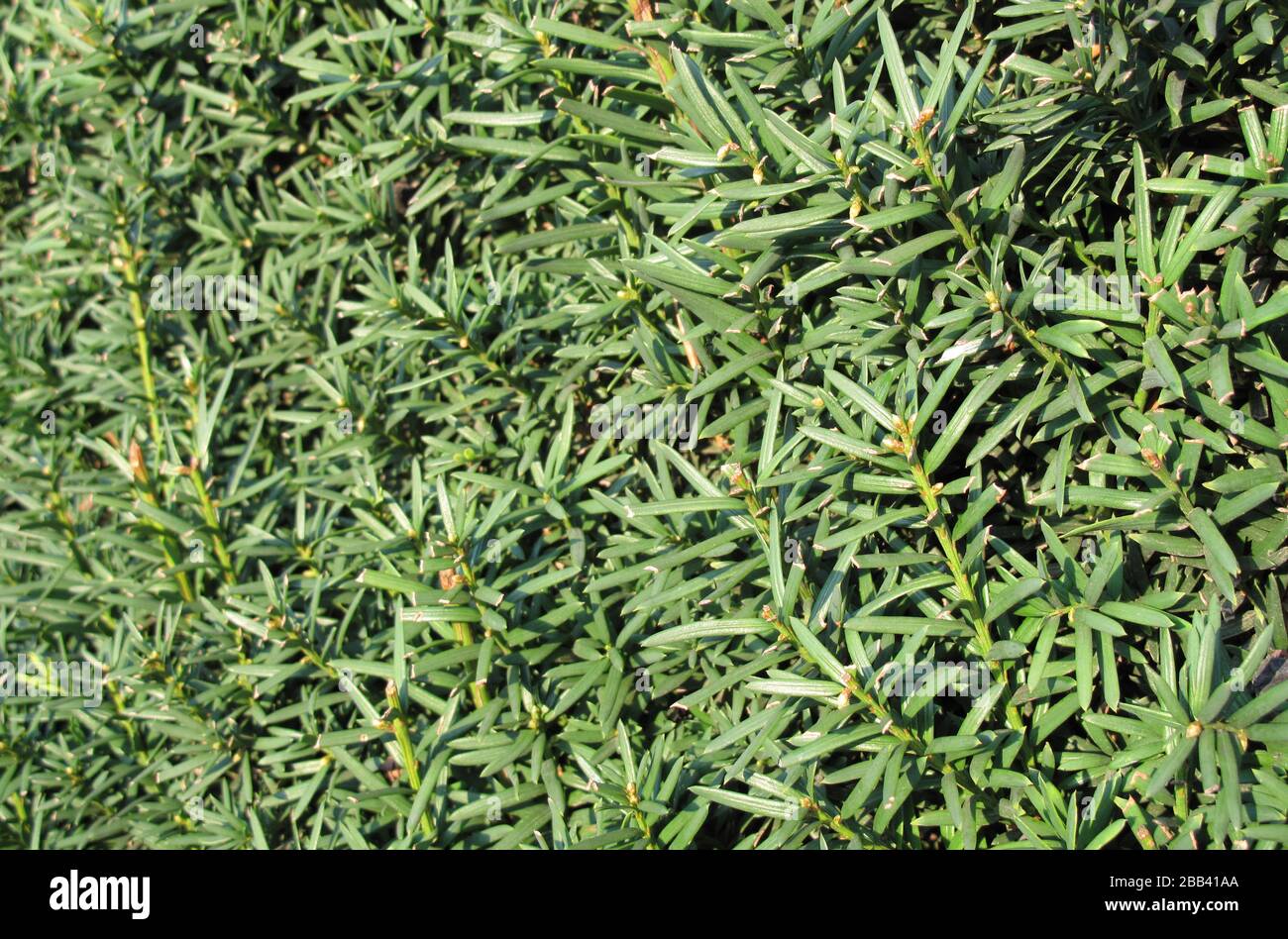 Hedge close up texture green Stock Photo - Alamy