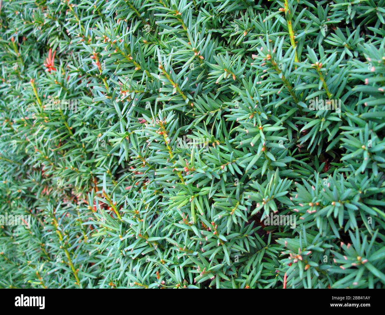 green natural hedge structure close up Stock Photo - Alamy