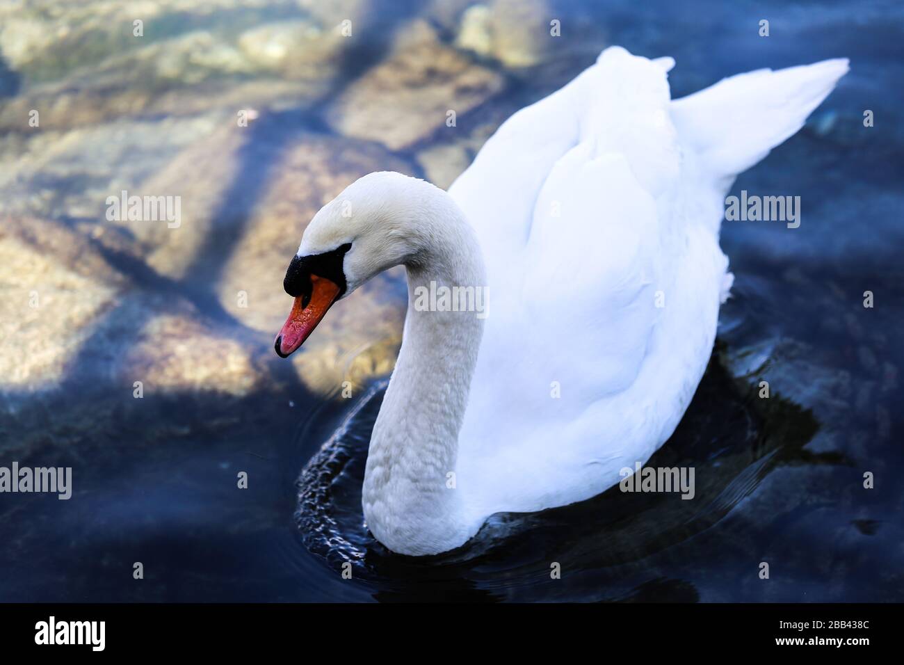 A Swan On Lake Geneva, Switzerland Stock Photo - Alamy