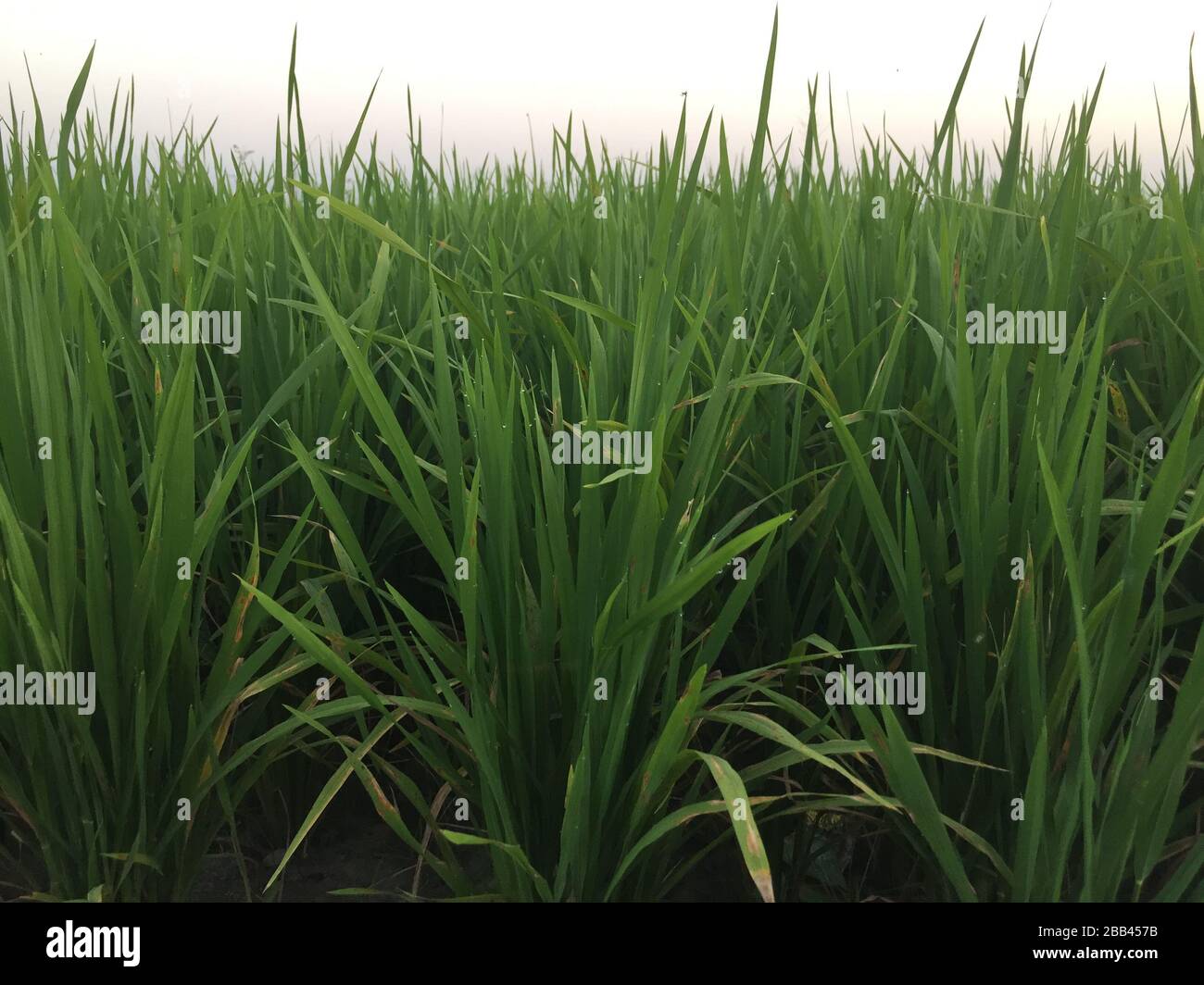 Nice pic hi-res stock photography and images - Alamy