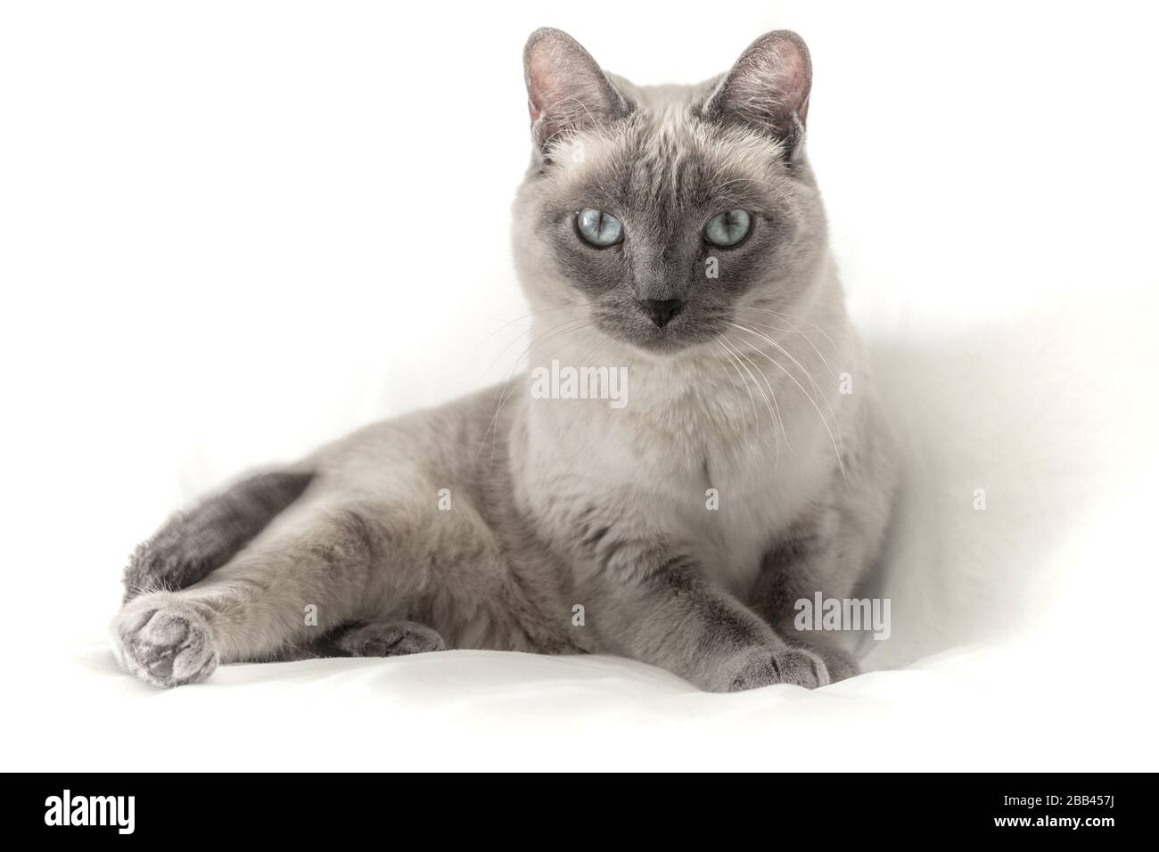 Pretty Siamese Cat High Resolution Stock Photography and Images - Alamy