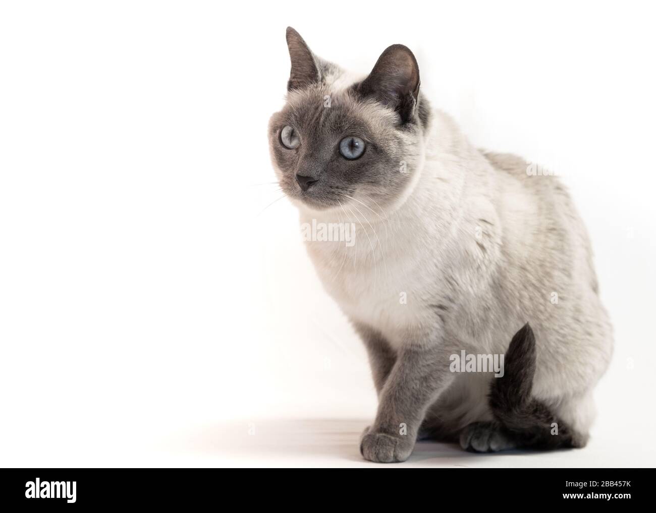 White Siamese Cat High Resolution Stock Photography and Images - Alamy
