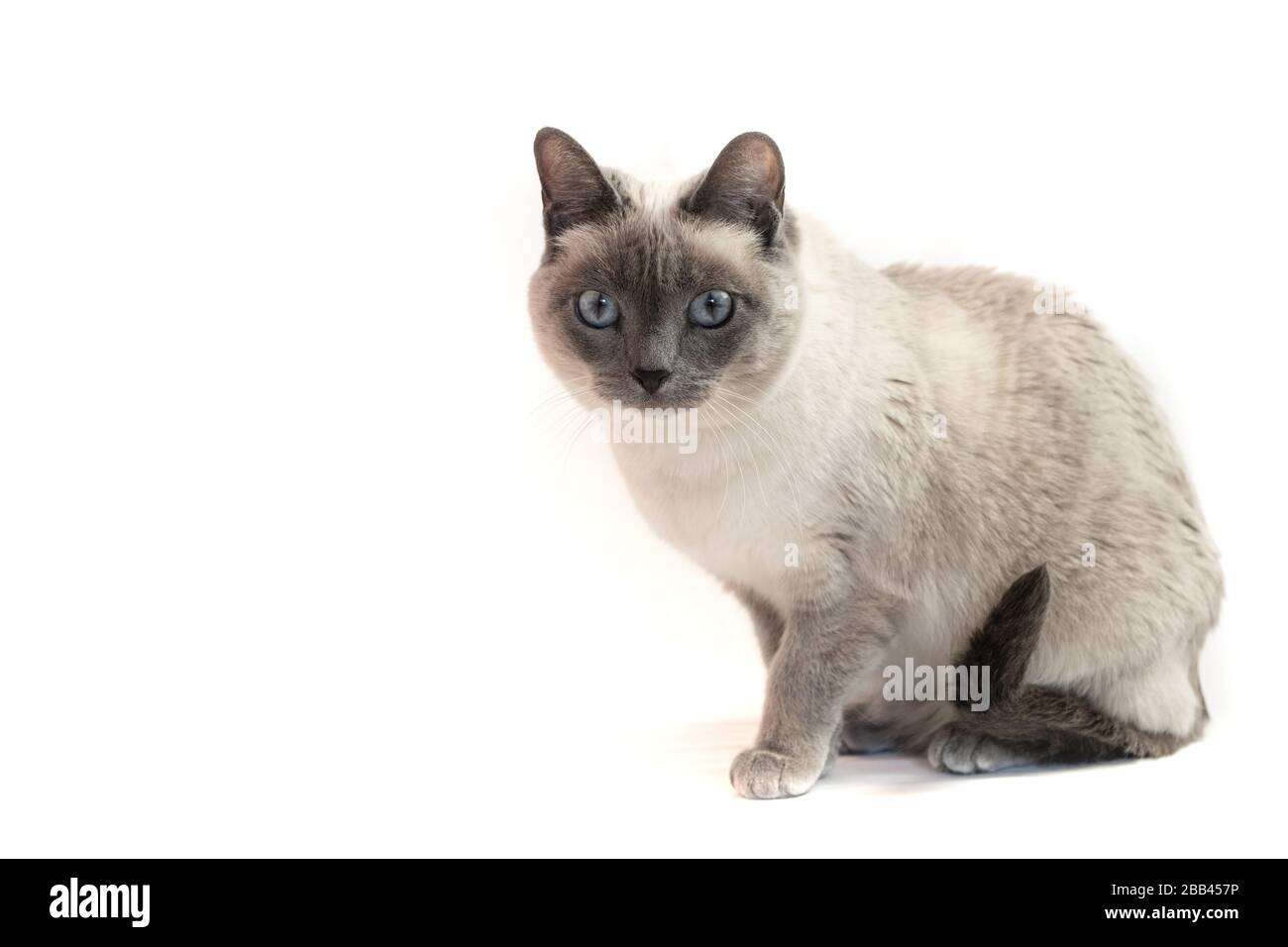 Pretty Siamese Cat High Resolution Stock Photography and Images - Alamy