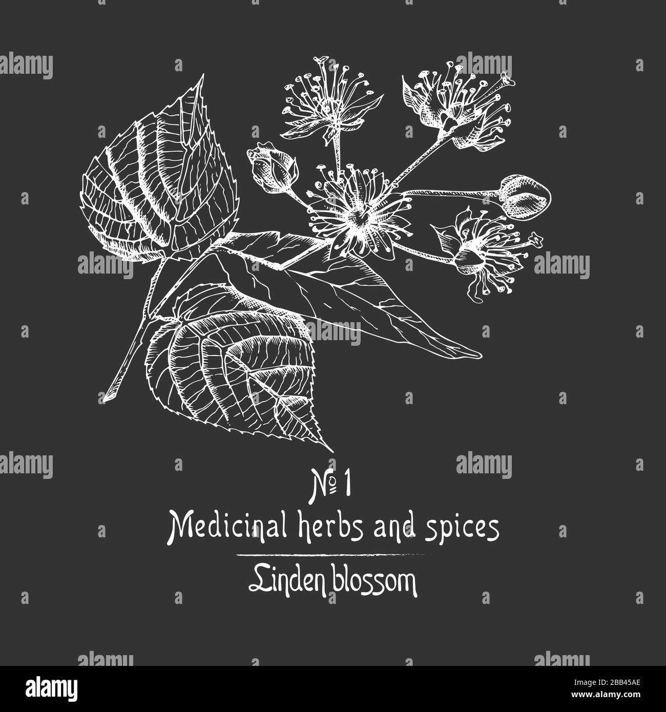 Set of Linden blossom hand drawn patterns with flower, lives and branch ...