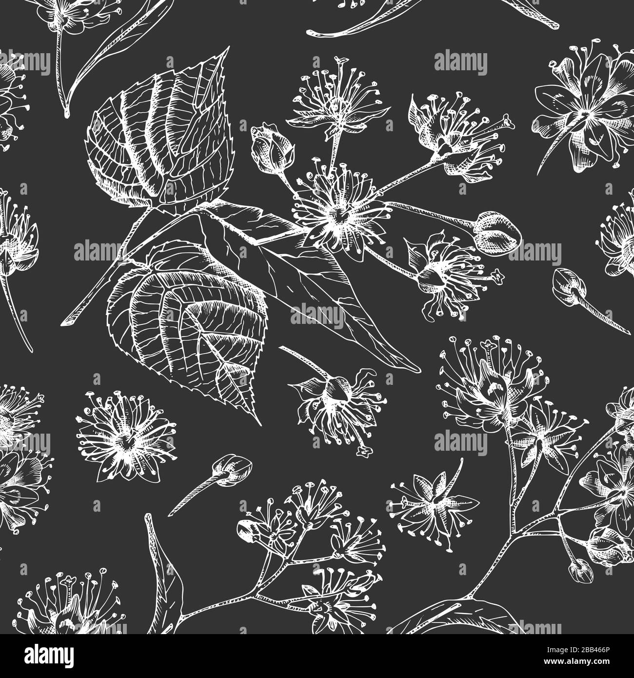 Linden tree flower Black and White Stock Photos & Images - Alamy
