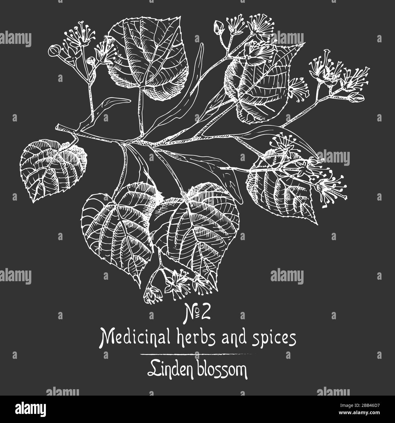 Set of Linden blossom hand drawn patterns with flower, lives and branch ...