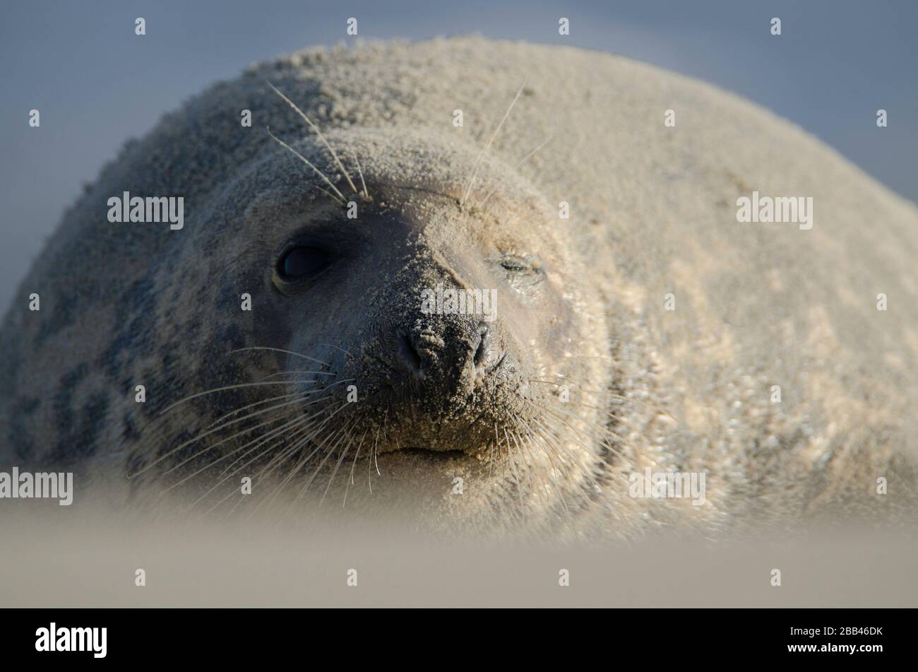 Grey Seals at Winterton on sea beach Stock Photo - Alamy