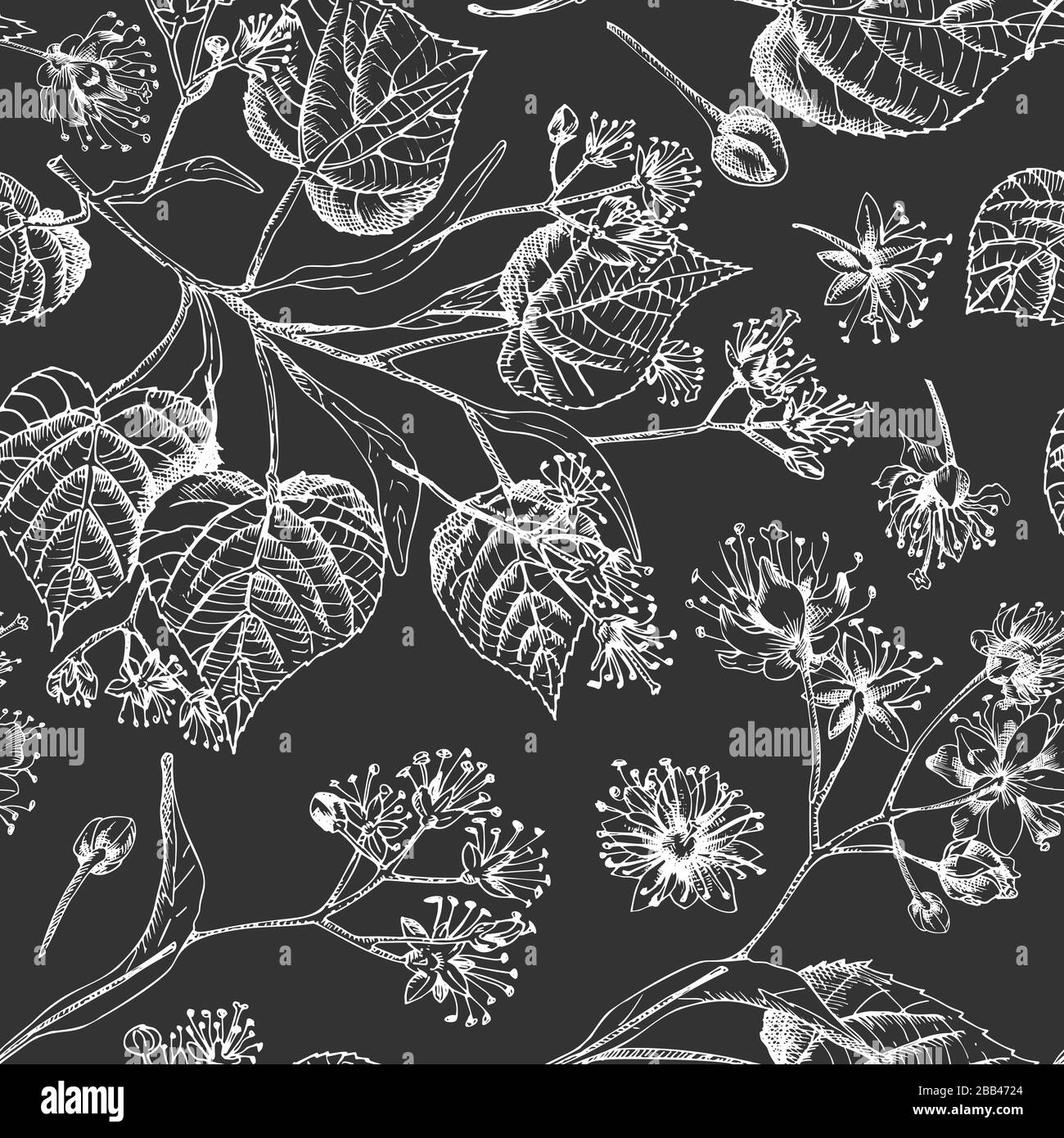 Linden tree flower Black and White Stock Photos & Images - Alamy