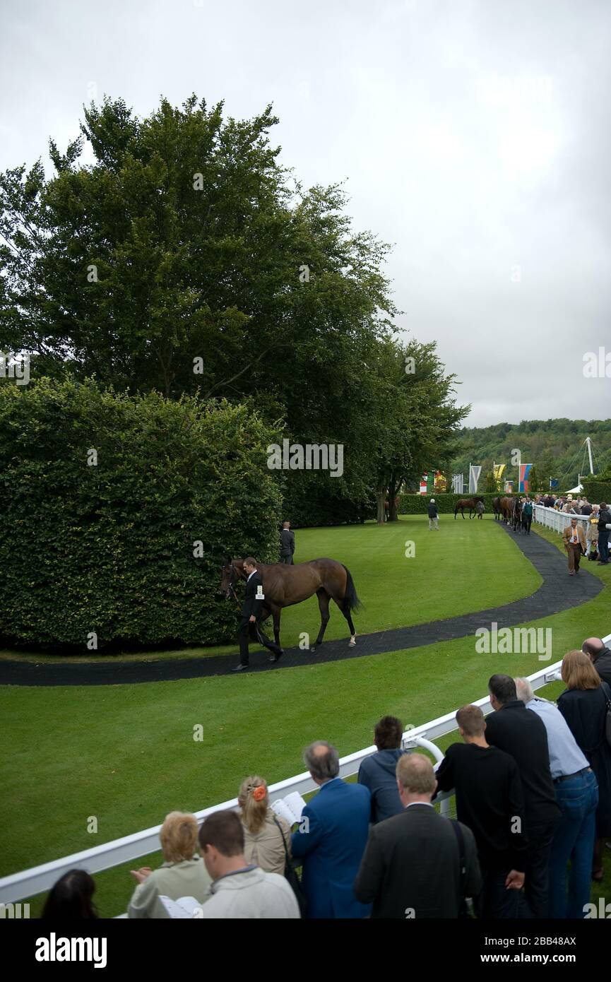 Horses led around parade ring hi-res stock photography and images - Alamy