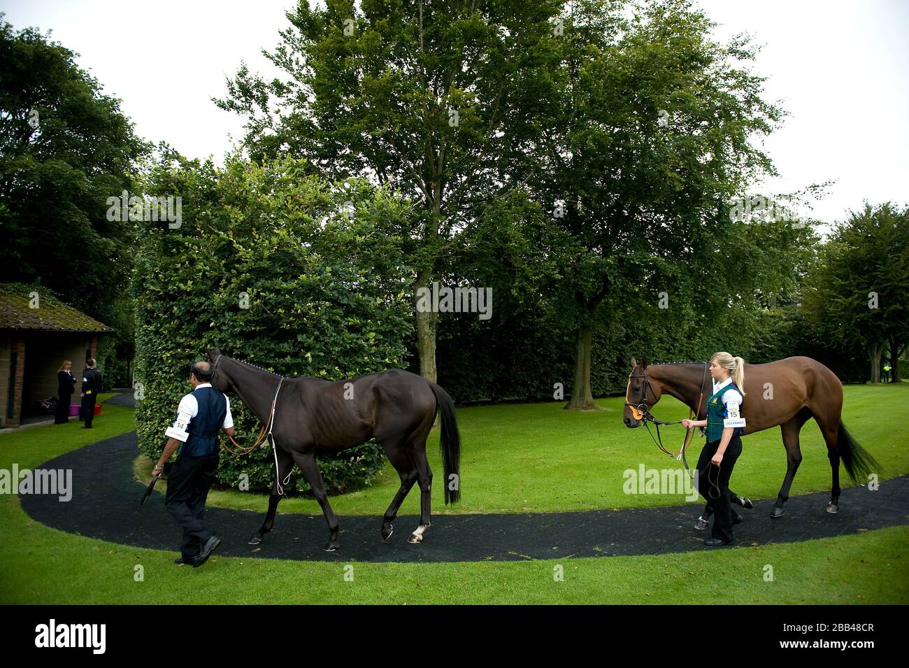 Horses led around parade ring hi-res stock photography and images - Alamy