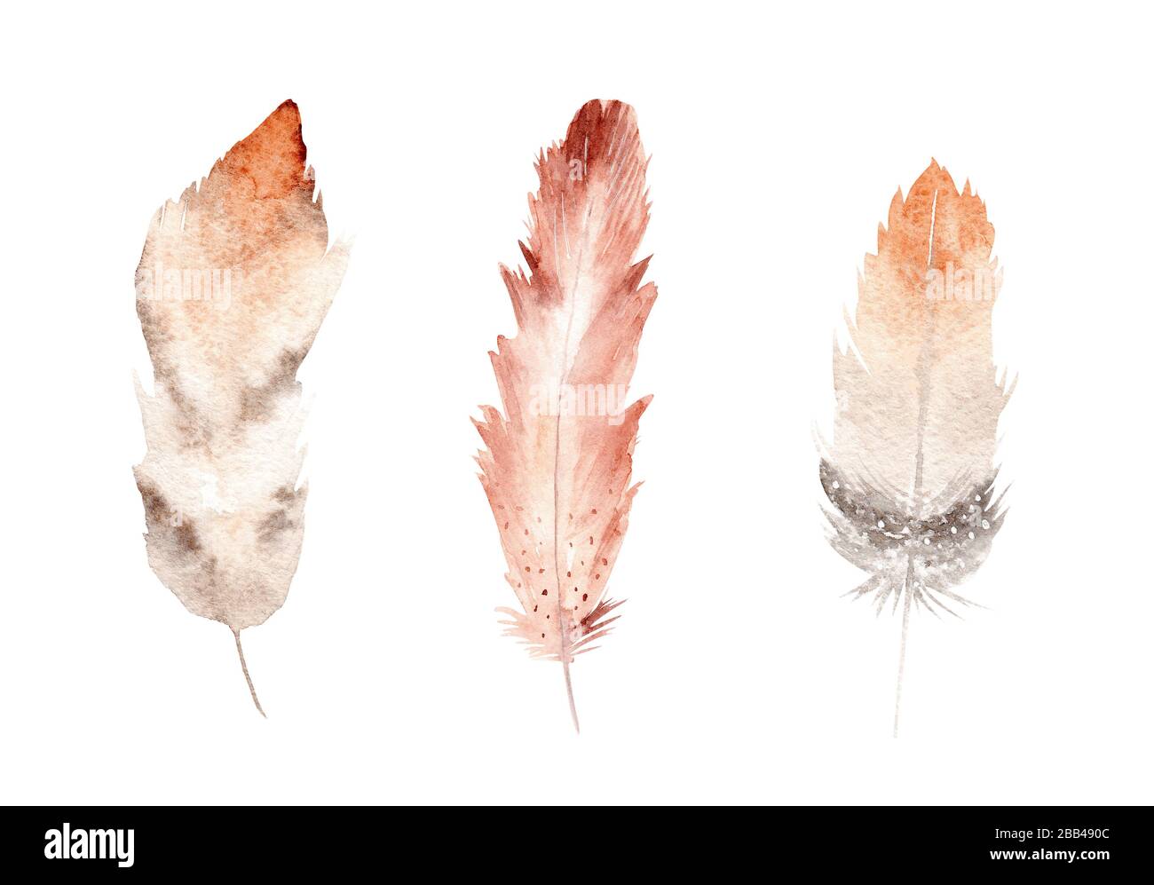 Set of feathers, hand painted watercolor clipart, illustration on white ...