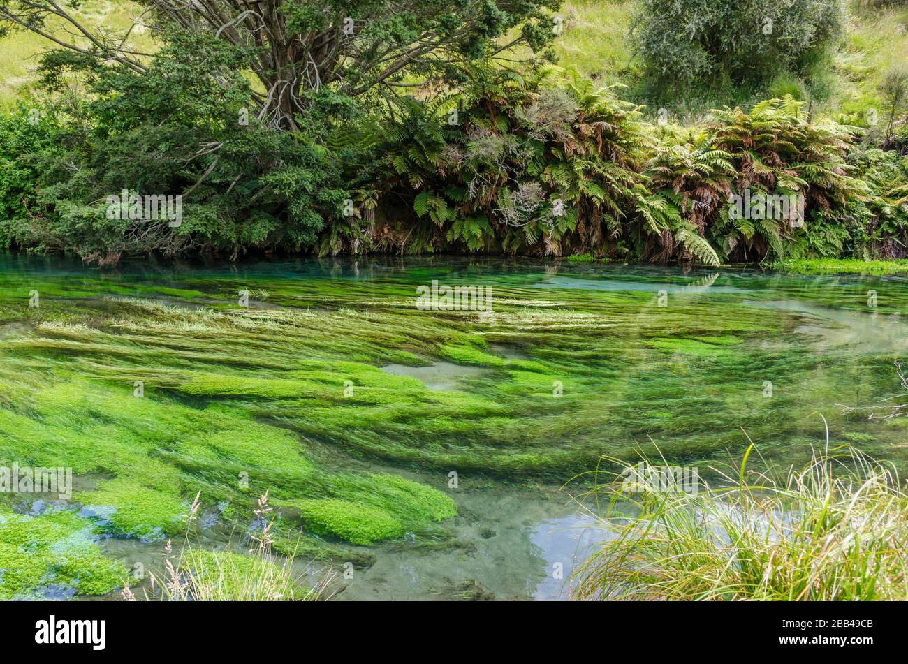 Blue Spring which is located at Te Waihou Walkway,Hamilton New Zealand ...
