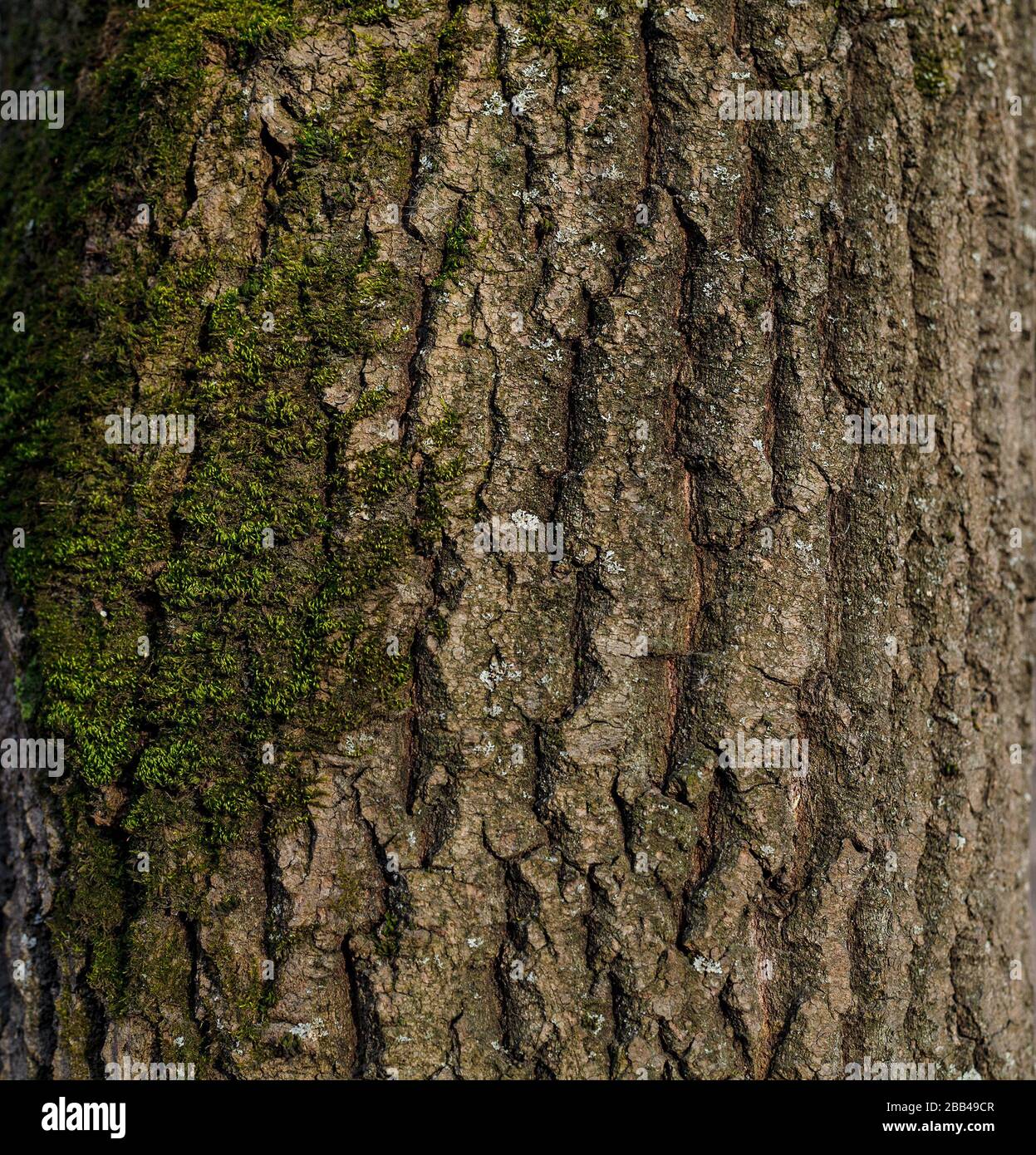 Bark texture. Square shot. Natural texture Stock Photo - Alamy