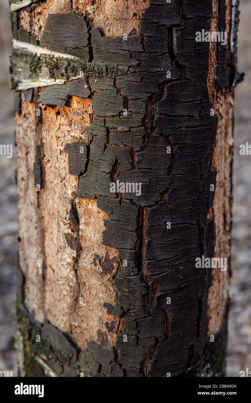 Tree bark close up. Vertical shot. Abstract texture Stock Photo - Alamy