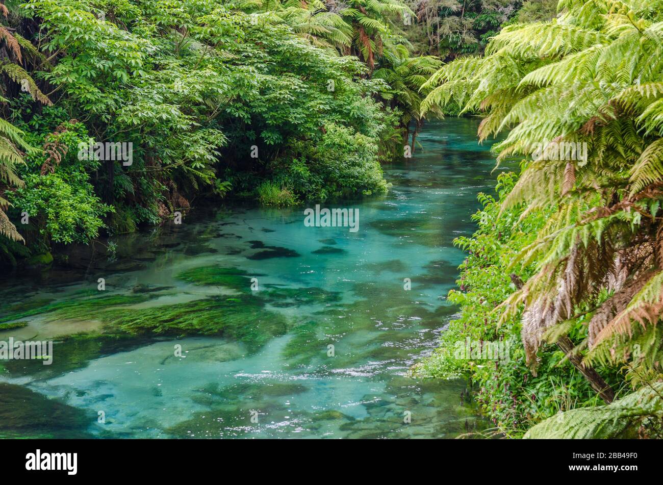 Blue Spring which is located at Te Waihou Walkway,Hamilton New Zealand ...