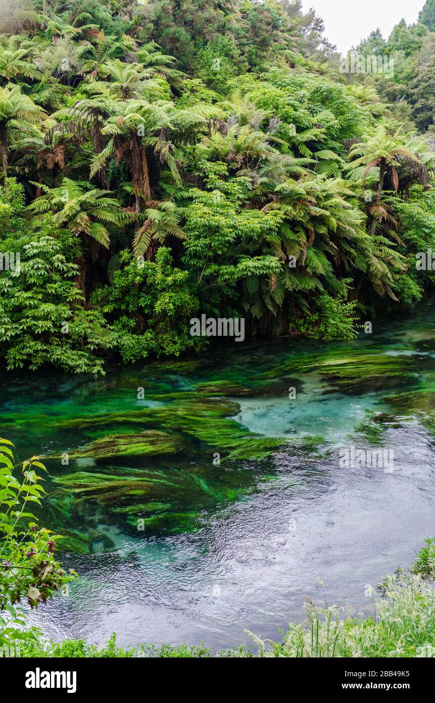 Blue Spring which is located at Te Waihou Walkway,Hamilton New Zealand ...