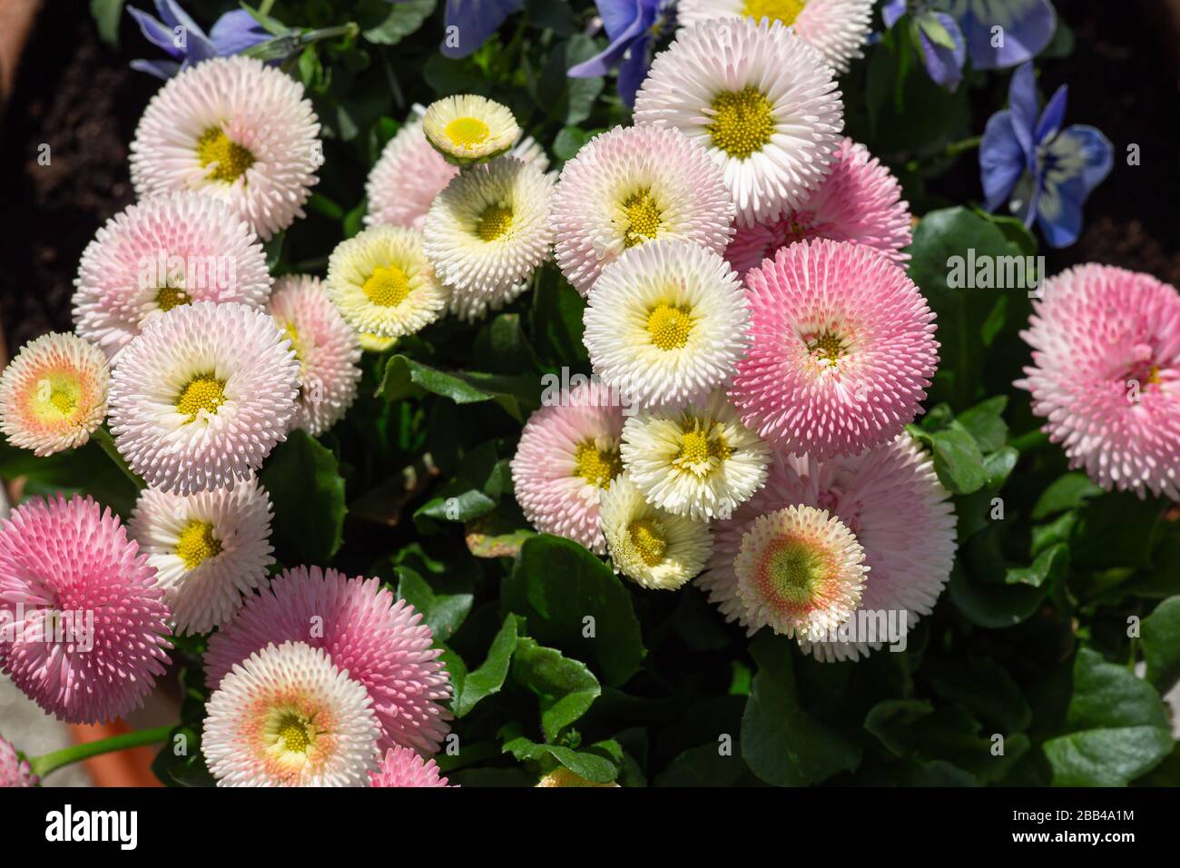 Bellis bloom hi-res stock photography and images - Alamy