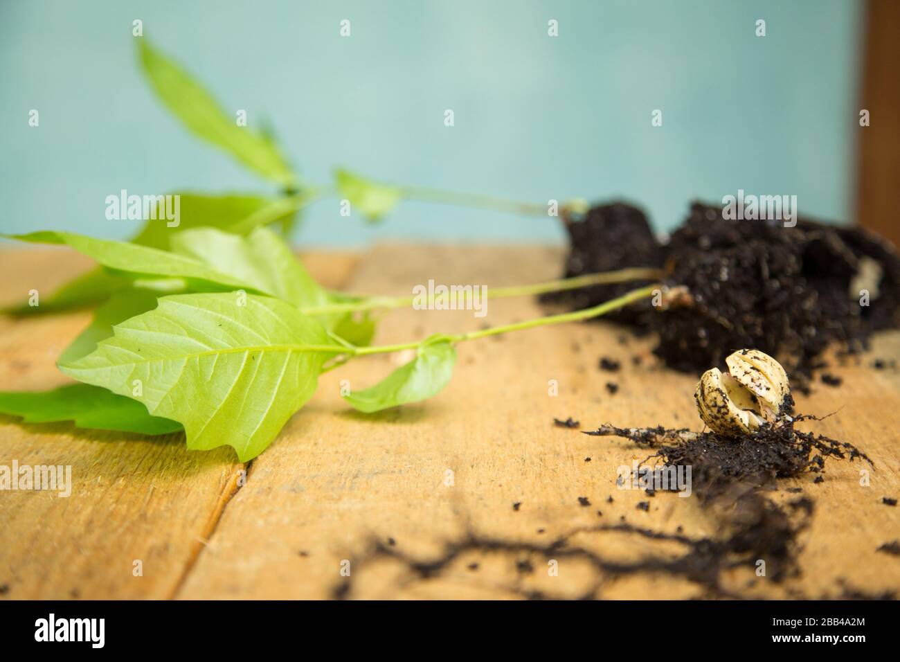 Baby oak tree hi-res stock photography and images - Alamy