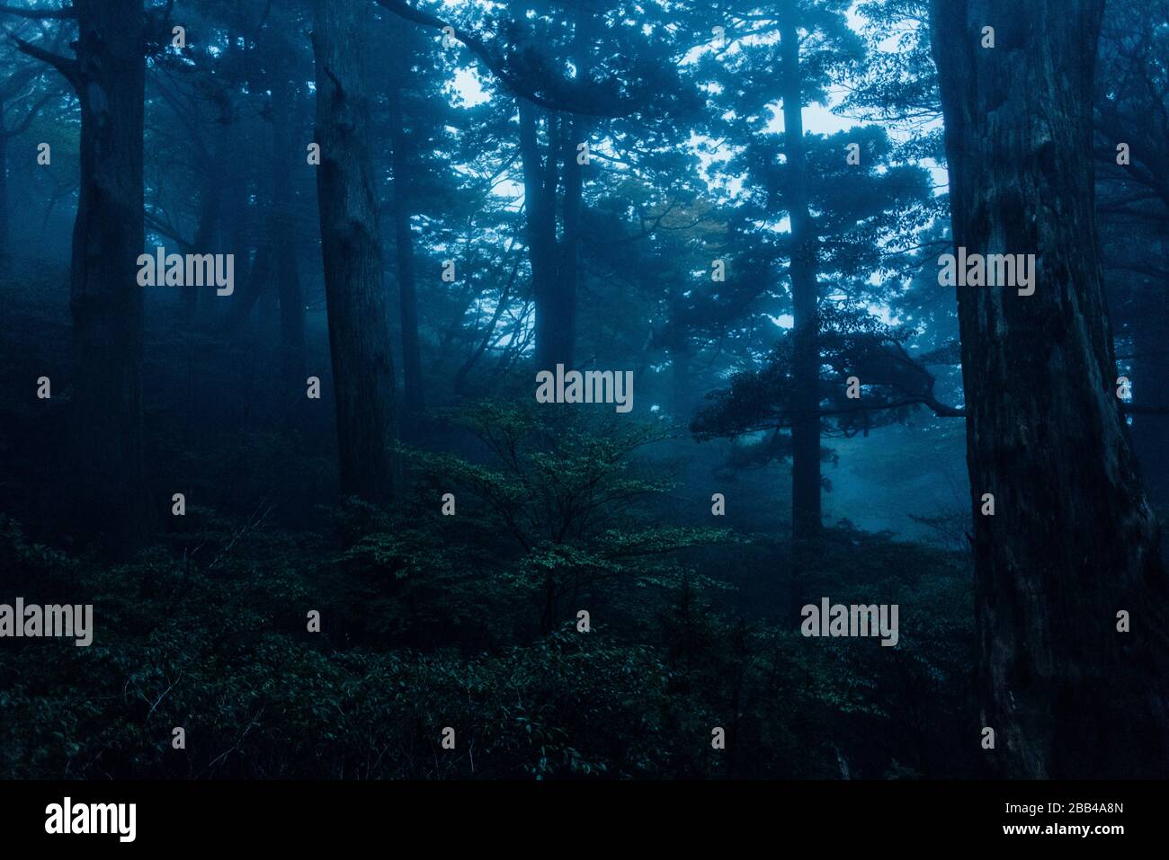 Early morning fog rising through the trees in Yakushima, Japan Stock ...
